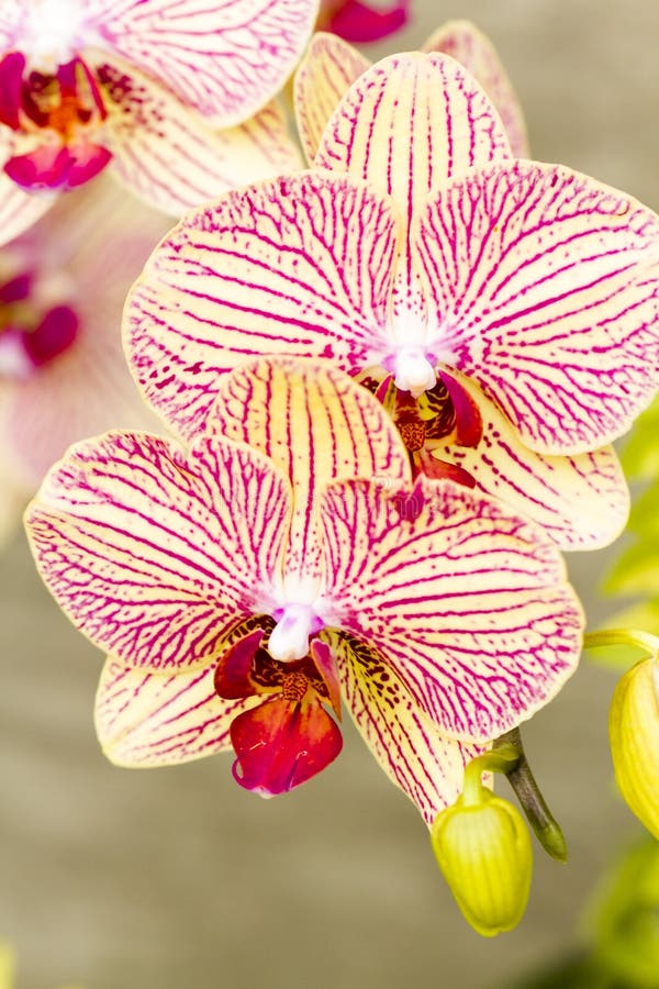 Orchids stock photo. Image of labellum, nature, carpels - 29208322