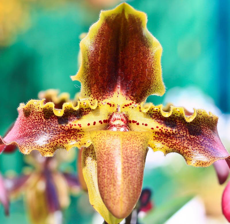 Lady s Slipper Orchid stock photo. Image of orchid, magenta - 7406580