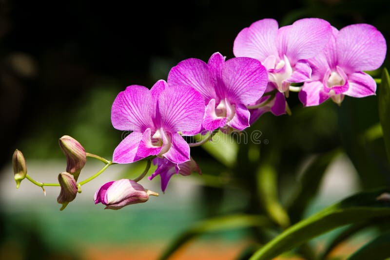 Orchids stock photo. Image of color, botanical, magenta - 3815620