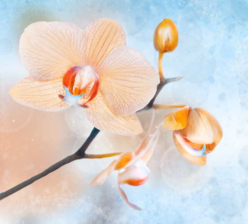 Orchids on Abstract Background Stock Image - Image of frame, closeup ...