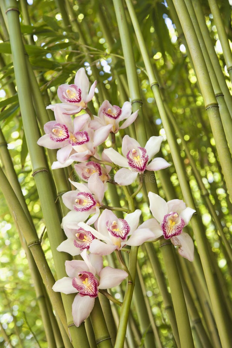 1,646 Bamboo Flowering Stock Photos - Free & Royalty-Free Stock Photos ...