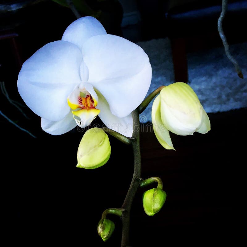 Orchids in bloom stock image. Image of white, orchids - 115265261