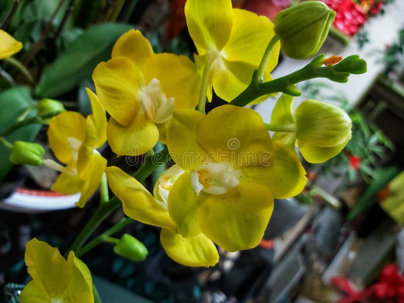 Orchids in Bloom Have a Bright Yellow Color Stock Image - Image of ...