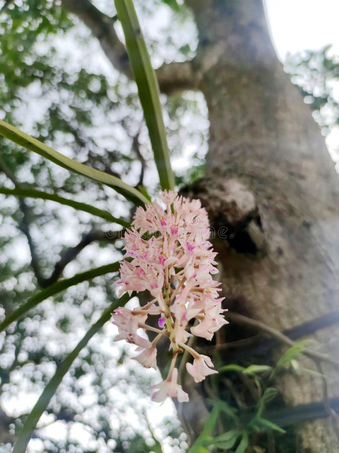 Orchids on trees stock photo. Image of nature, flowers - 306865736