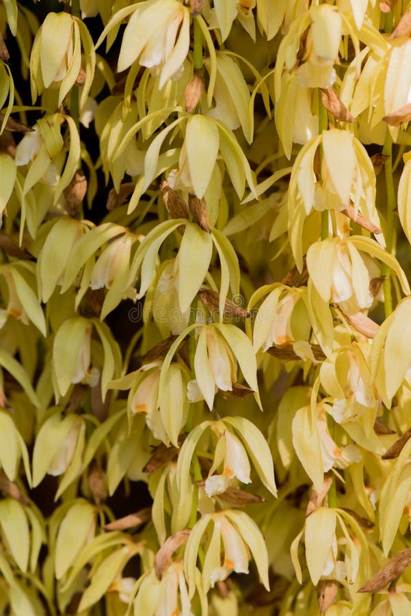 Yellow Orchids on Tree and on a Natural Background. Stock Image - Image ...