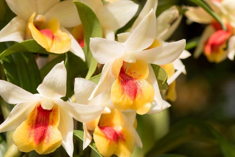 Yellow Orchids on Tree and on a Natural Background. Stock Image - Image ...
