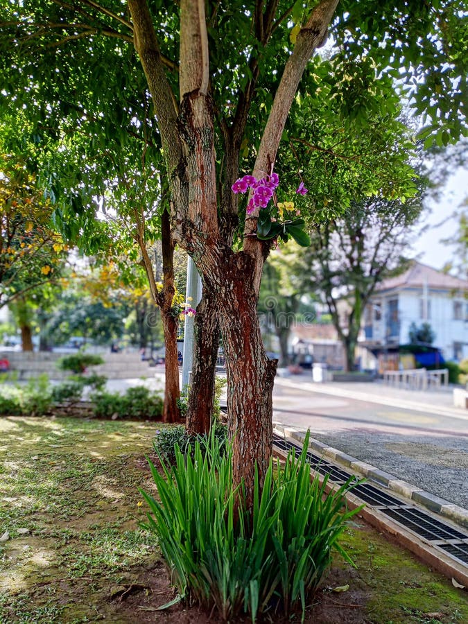 Orchids Blooming on a Tree Trunk in a Sunlit Green Park. Stock Photo ...