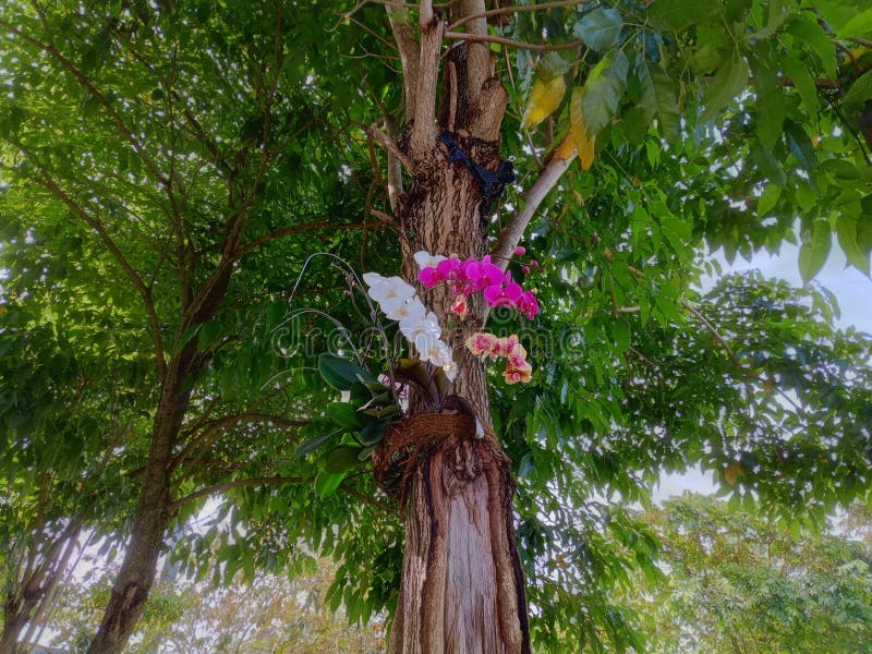 Orchids Blooming on a Tree Trunk in a Sunny, Green Park. Stock Image ...