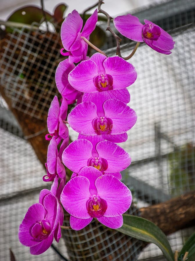 Orchids in a Botanical Garden Stock Image - Image of blossom, garden ...