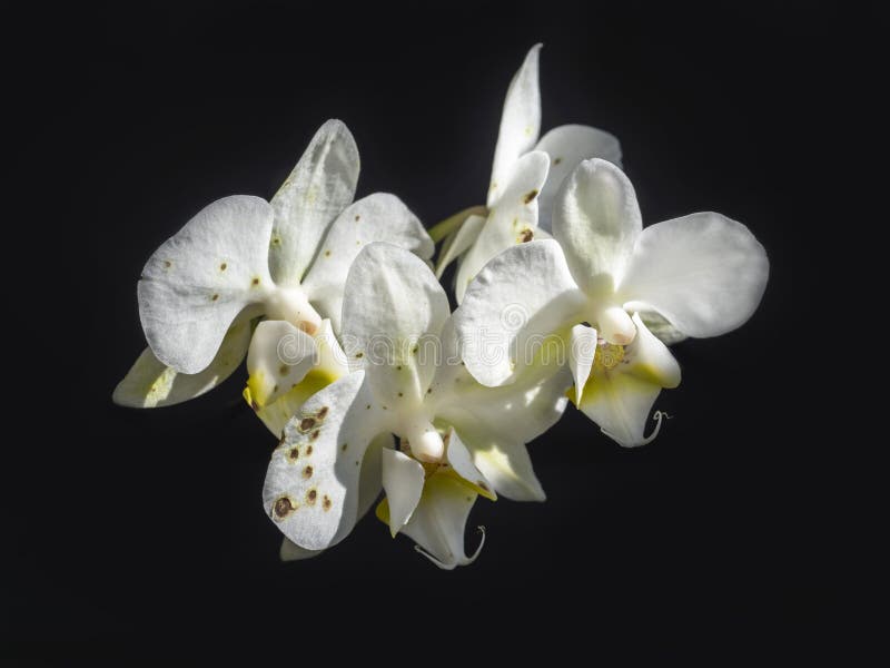 Orchids and Botrytis Fungus. an Evil and Scary Fungus on Orchids Stock ... Orchids and Botrytis Fungus. an Evil and Scary Fungus on Orchids Stock ...