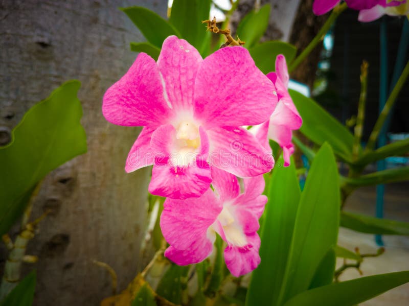 Orchids Cluster in Purple Background Stock Photo - Image of orchid ...