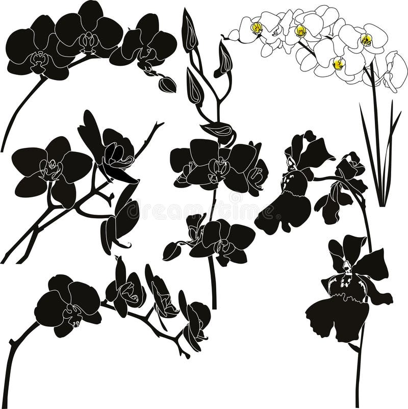 Orchids Stock Vector Illustration Of Beauty Beautiful 46842321