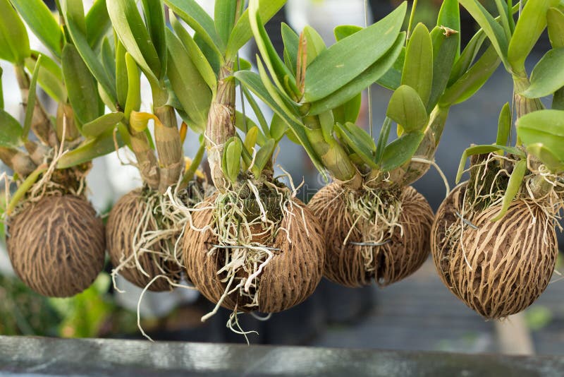 The Orchids in the Dried Coconut Shell Stock Photo - Image of flora ...