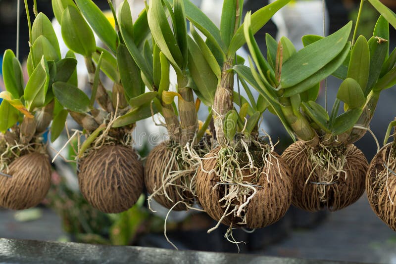 The Orchids in the Dried Coconut Shell Stock Photo - Image of colors ...