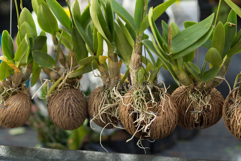 The Orchids in the Dried Coconut Shell Stock Photo - Image of colors ...