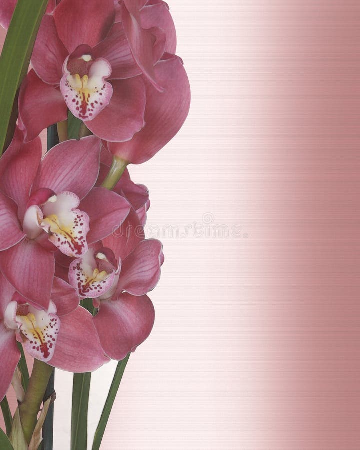 24+ Floral border orchids Free Stock Photos - StockFreeImages