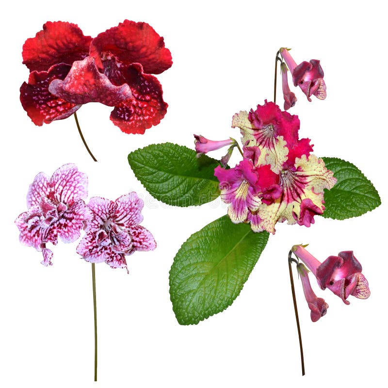 348 Flori Background Stock Photos - Free & Royalty-Free Stock Photos ...