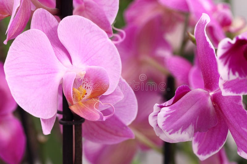 Orchids flowers stock image. Image of blossom, floral - 66294723