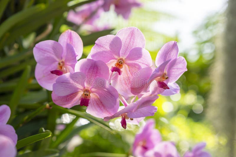 Orchids with Fuchsia Color with Light Green Background with Bokeh Stock ...
