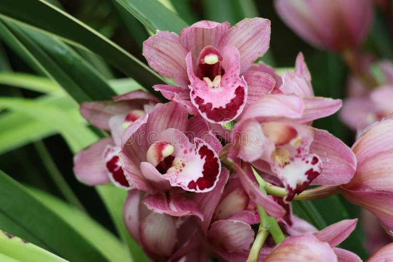 The orchids in the garden stock photo. Image of purple - 268737340