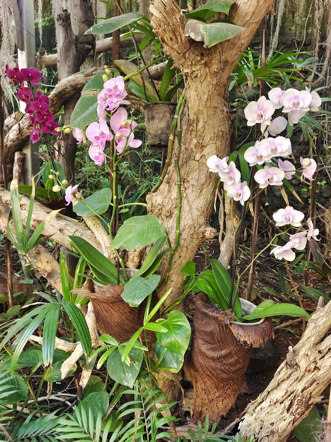 Orchids in the Garden in Spring Day Stock Image - Image of vegetation ...