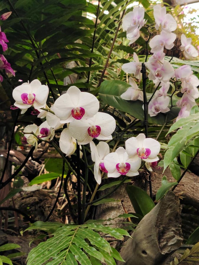 Orchids in the Garden in Spring Day Stock Photo - Image of jungle ...
