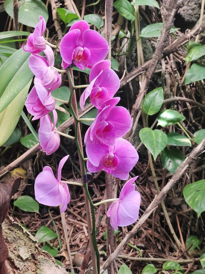 Orchids in the Garden in Spring Day Stock Image - Image of tree, green ...