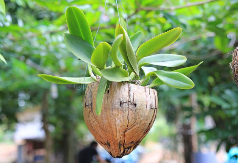 Orchids Hanging in Coconut Shell in the Garden Stock Photo - Image of ...