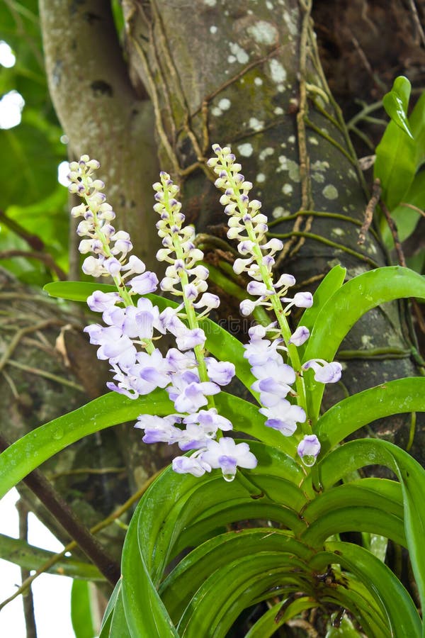 Orchids Hanging from a Tree Stock Image - Image of pinkish, flower ...