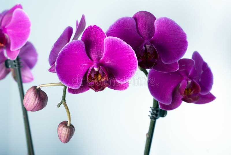 Orchids horizontal stock image. Image of color, petals - 83971243