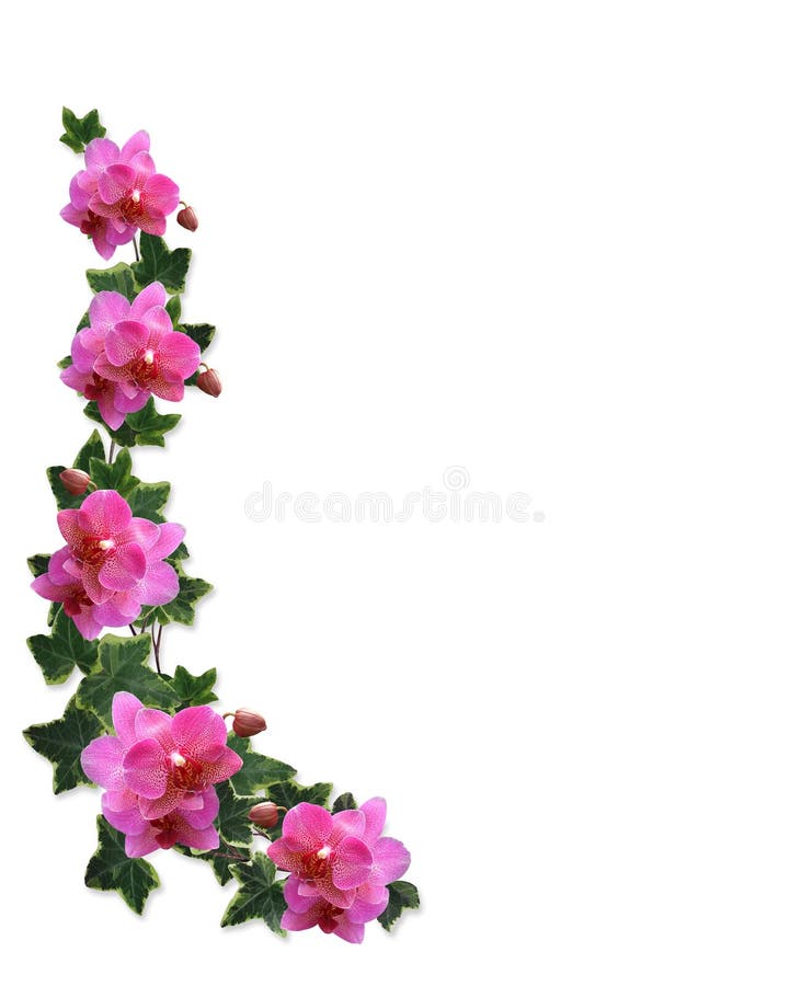 Orchids and Ivy Border Corner Design Stock Illustration - Illustration ...