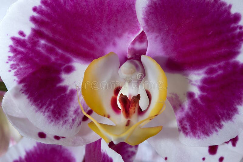 Orchids - Luxurious Beautiful Flowers of Various Colors Stock Image ...
