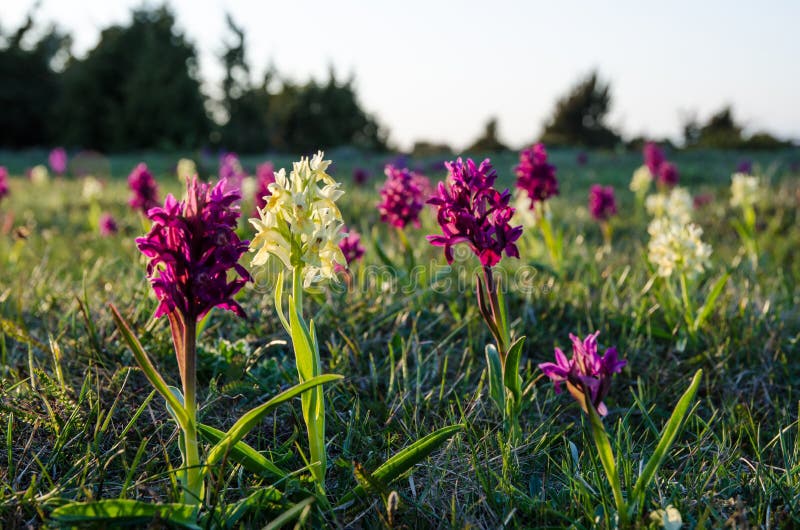 Wild orchids field stock photo. Image of calcareous, nature - 33579180