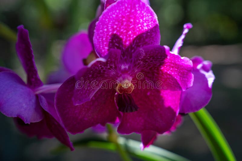 Orchids of Natural and Organic Cultivation in a Home Garden Stock Image ...