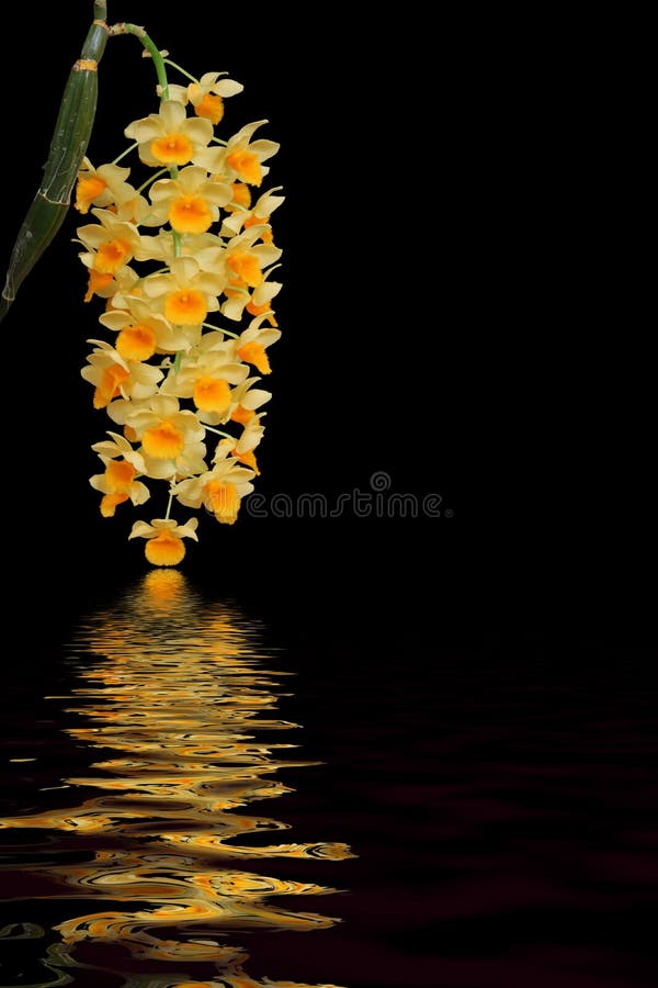 Orchids Over Water Reflection Stock Photo - Image of black, decoration ...
