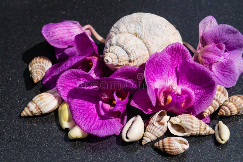 Ochids and seashells stock image. Image of nature, pink - 121059187