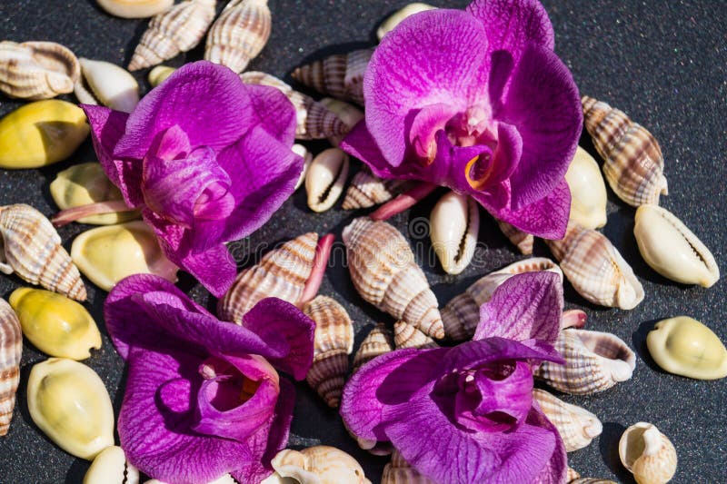 Ochids and seashells stock photo. Image of bloom, massaging - 121059212
