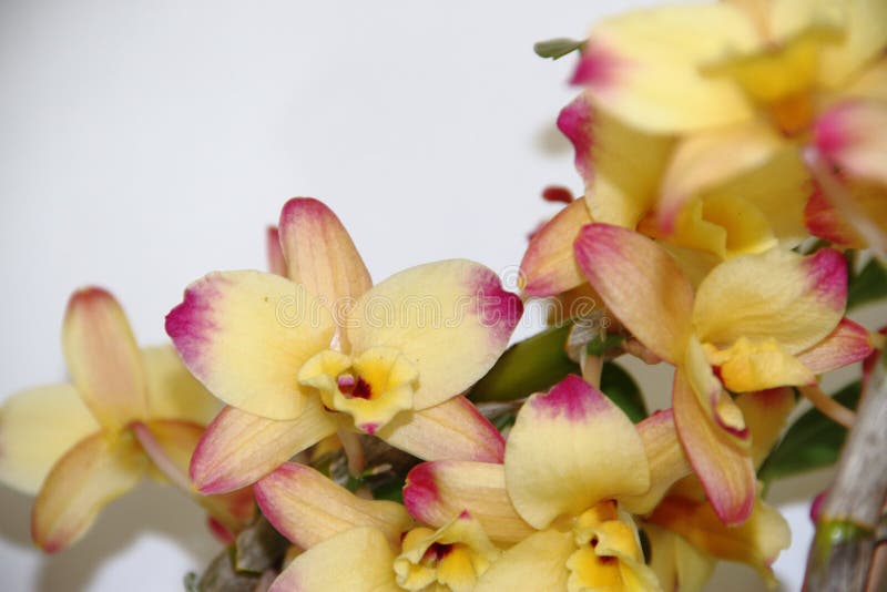 Orchids in spring stock photo. Image of aromatic, pink - 100989230