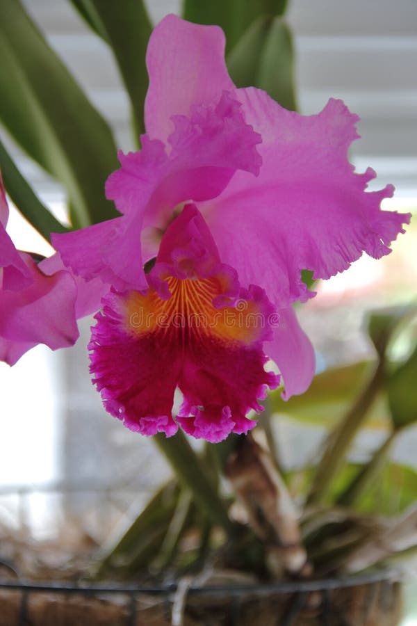 Orchids in spring stock image. Image of aromatic, green - 100991463