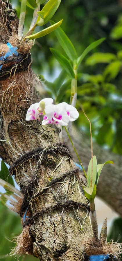 Orchids stand still stock image. Image of stand, orchids - 265206863