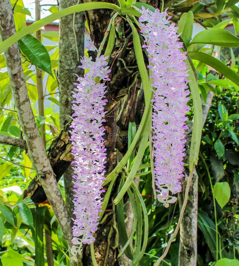 Orchids on trees stock photo. Image of exotic, flower - 63535220