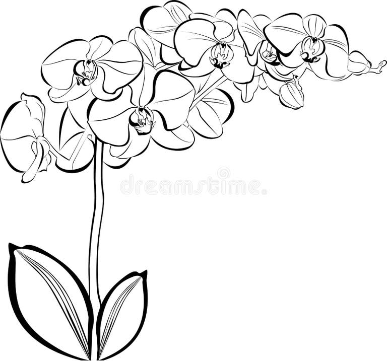 Orchids Icon Stock Illustrations 908 Orchids Icon Stock Illustrations