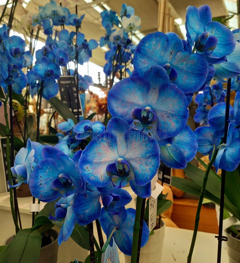 Blue Orchids in a Flower Shop Stock Photo - Image of purple, spring ...