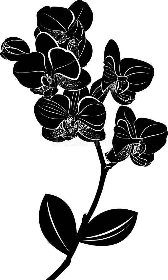 Orchids Vector Illustration Isolated Orchids On A White Background