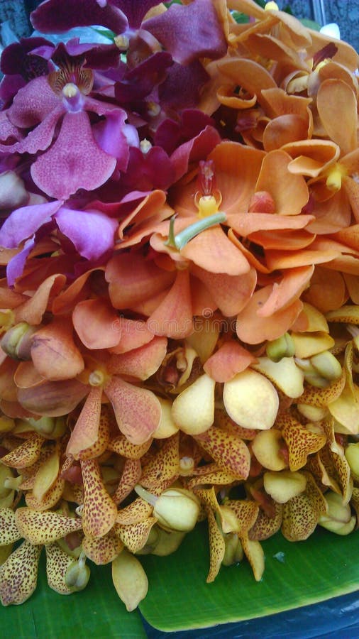 4,782 Vendor Cart Photos - Free & Royalty-Free Stock Photos from Dreamstime