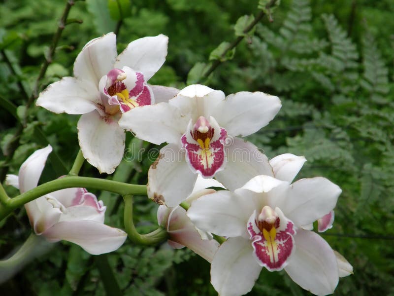 Orchids. Very Beautiful Flowers. Stock Photo - Image of botany, flowers ...