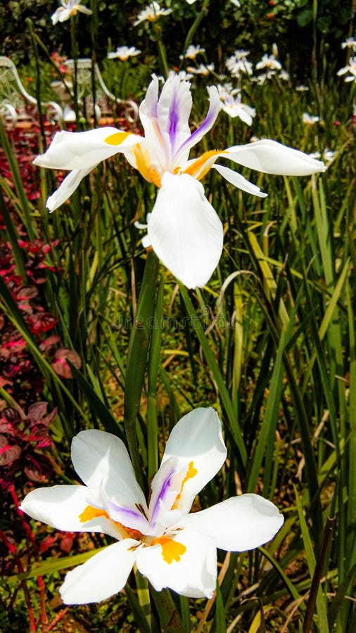 Orchids White in the Garden Stock Photo - Image of yellow, orchids ...