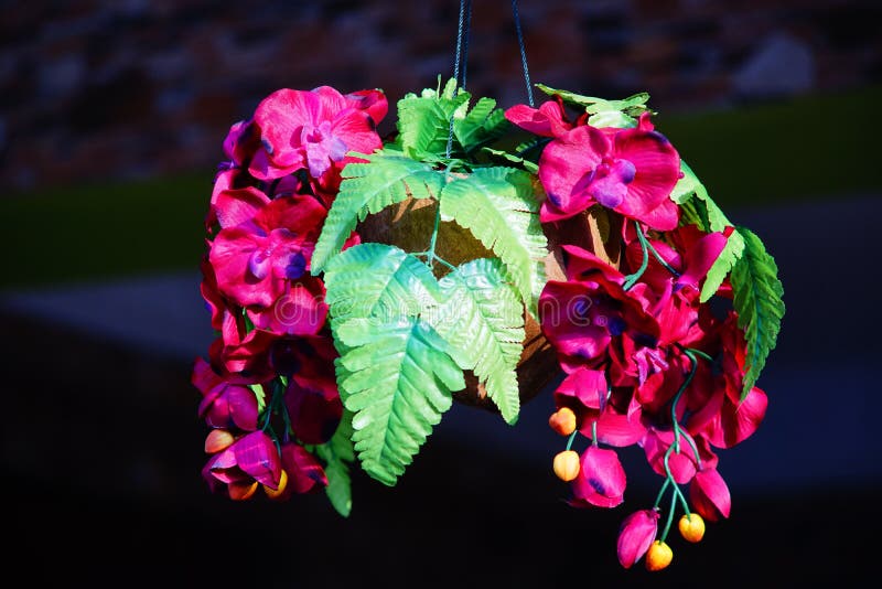 Orchird Flower Isolated on White Stock Image - Image of purple ...