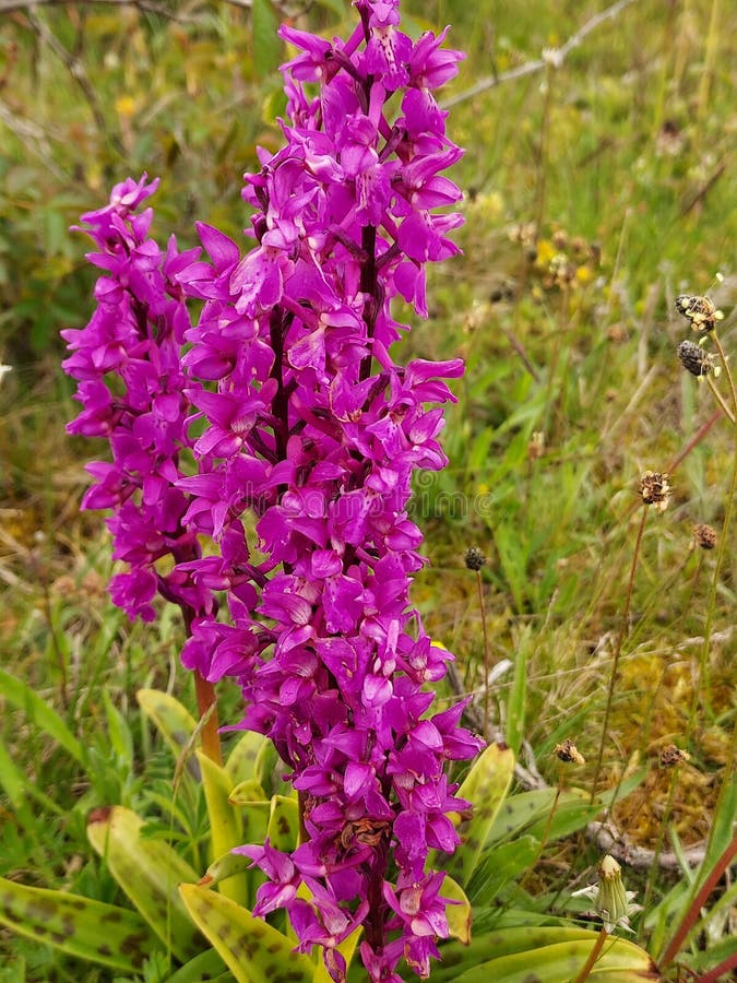 Orchis Militaris: Another Color Stock Image - Image of color, grass ...