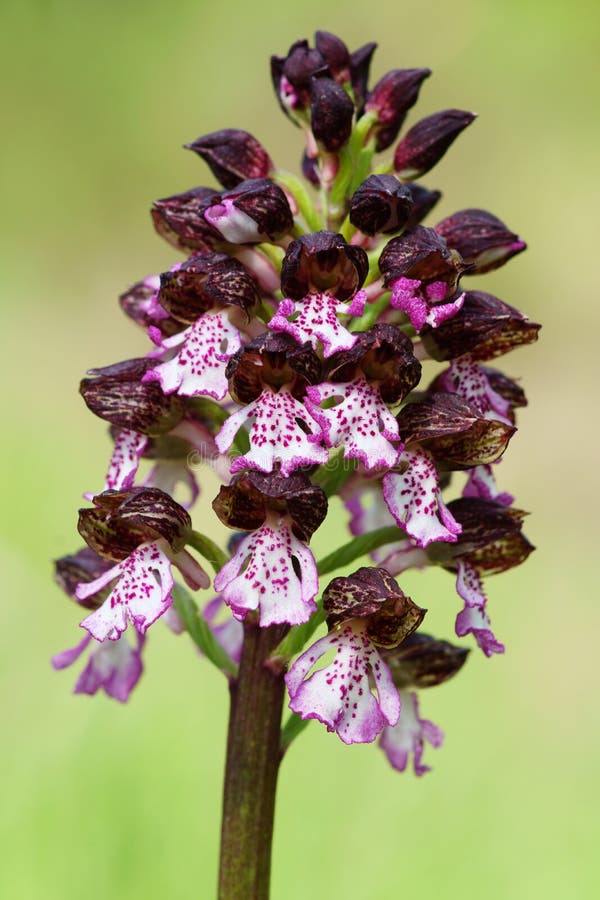 Orchis Purpurea - Wild Orchis Stock Photo - Image of macro, botany ...